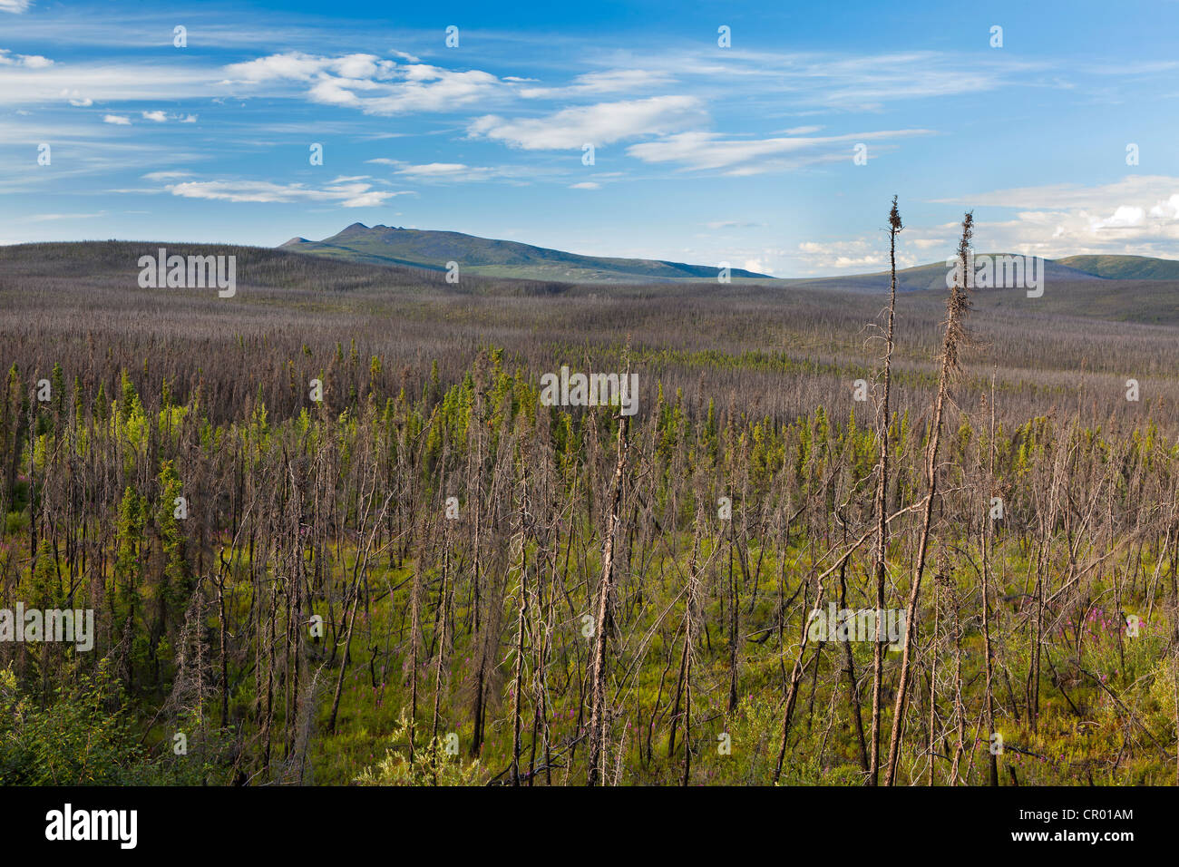 Forest fire area on Taylor Highway in the evening light, Alaska, USA ...