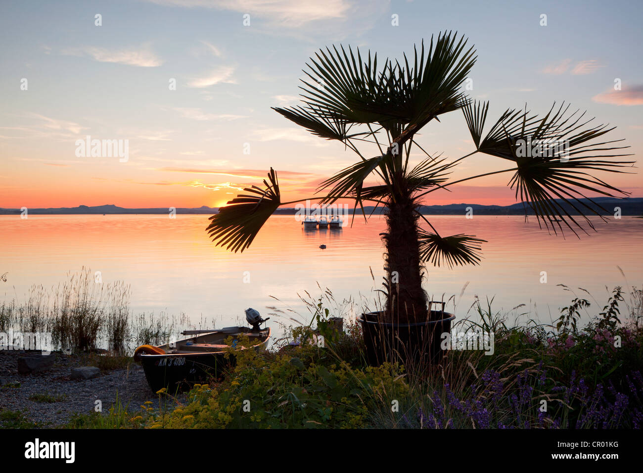 Palm tree by lake hi-res stock photography and images - Alamy