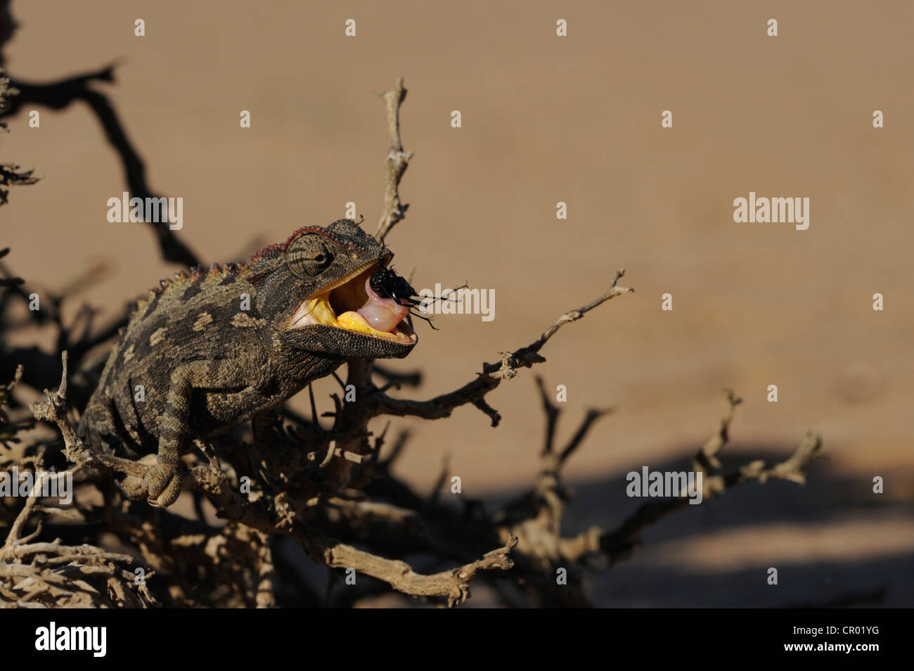 namaqua chameleon (chamaeleo namaquensis), namib-desert, namibia Stock ...