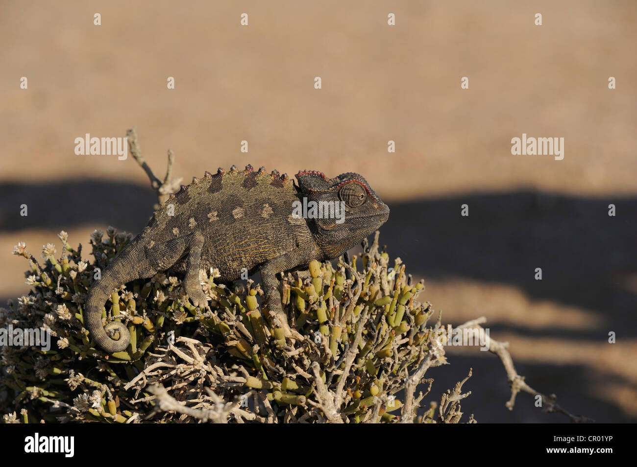 namaqua chameleon (chamaeleo namaquensis), namib-desert, namibia Stock ...