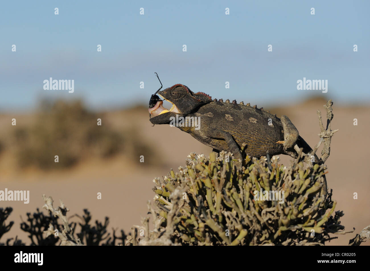 namaqua chameleon (chamaeleo namaquensis), namib-desert, namibia Stock ...