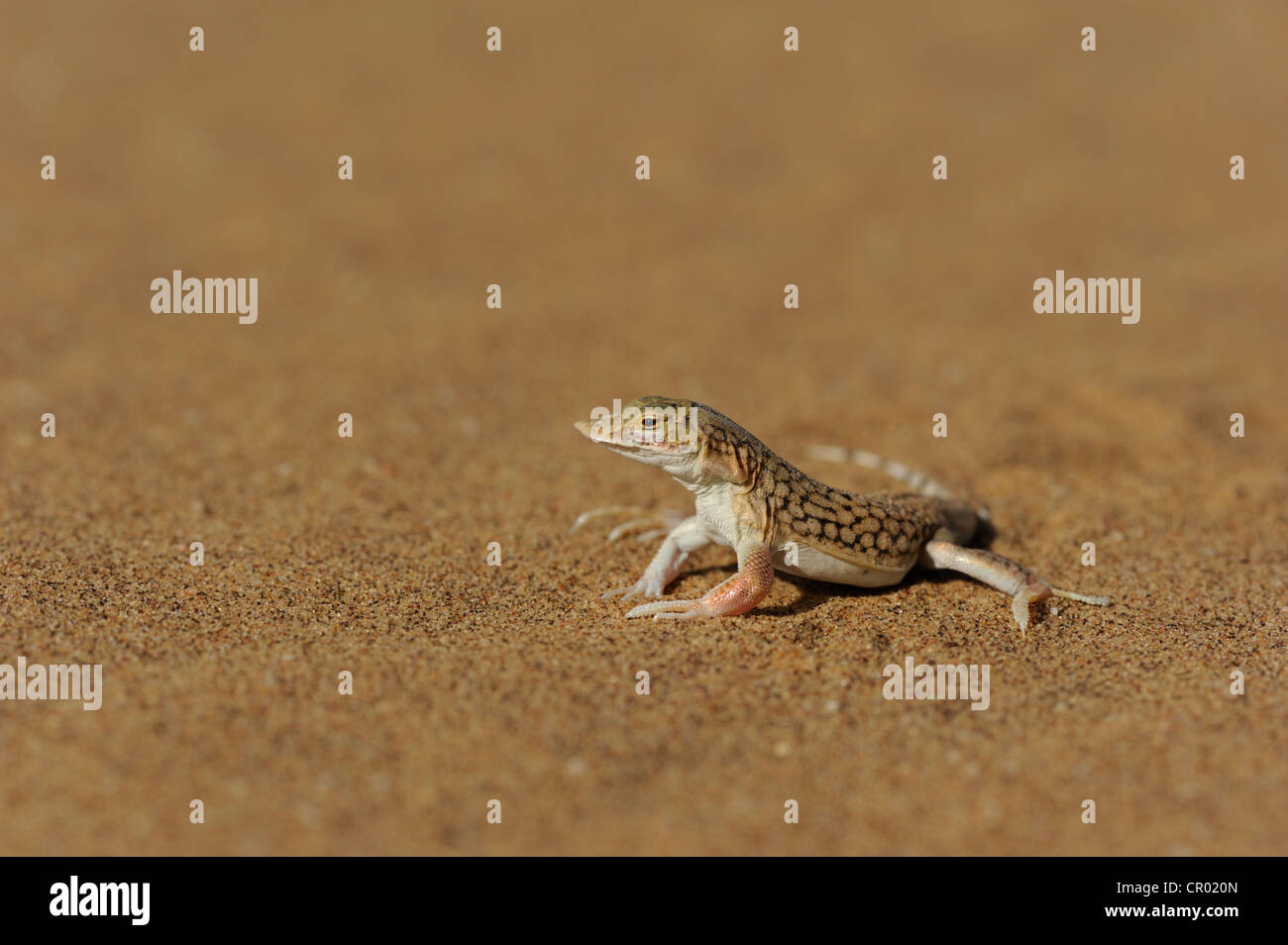 shovel snouted lizard (meroles anchietae), namib-desert, namibia Stock ...