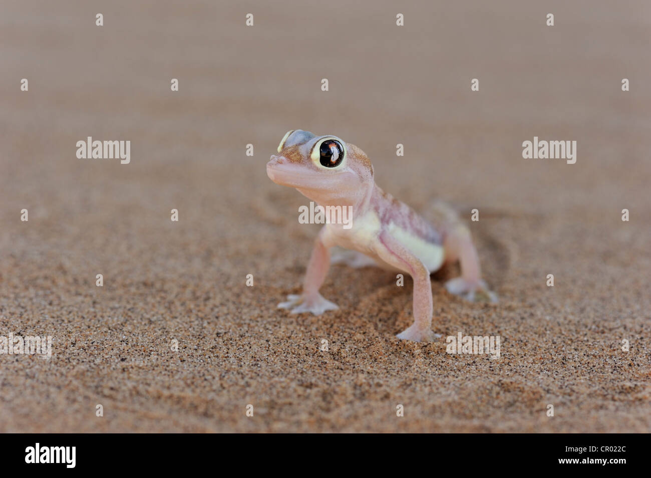palmatogecko (pachydactylus rangei), namib-desert, namibia Stock Photo ...