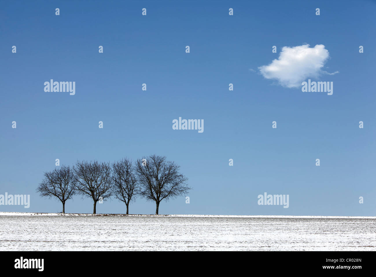 Walnut trees hi-res stock photography and images - Alamy