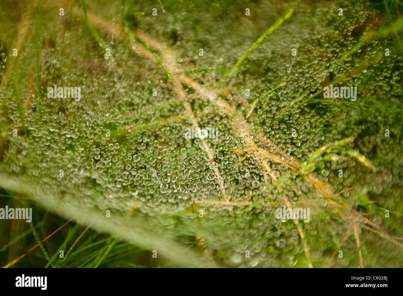 Welsh spiders hi-res stock photography and images - Alamy
