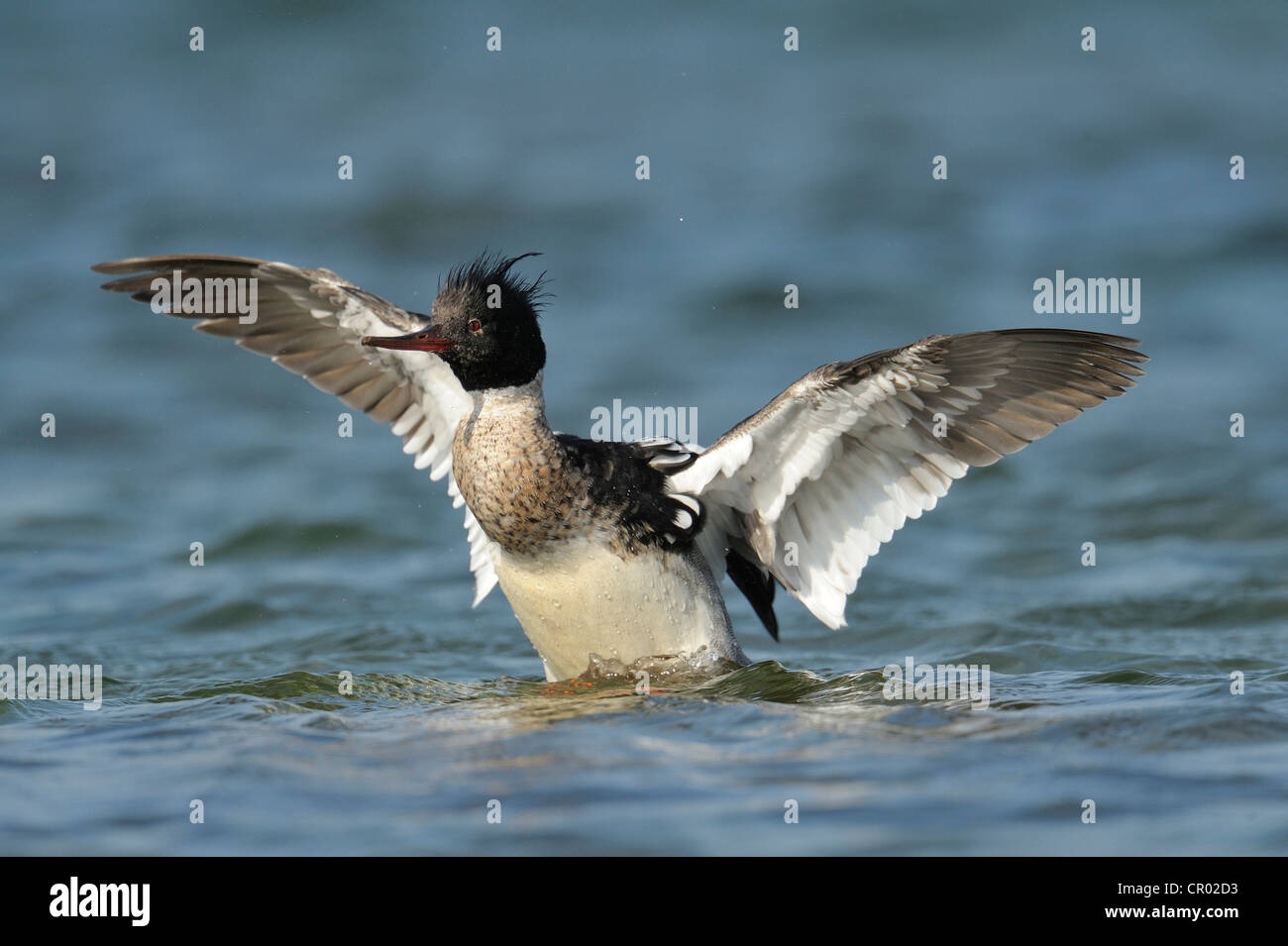 Mergus mergansers hi-res stock photography and images - Alamy