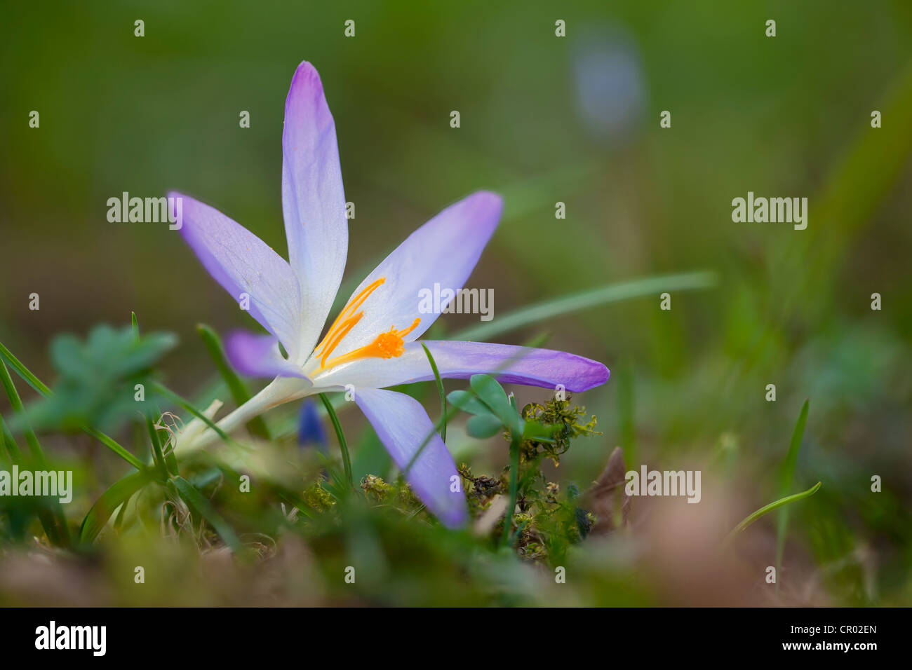 Crocus (Crocus) growing in a spring meadow Stock Photo - Alamy