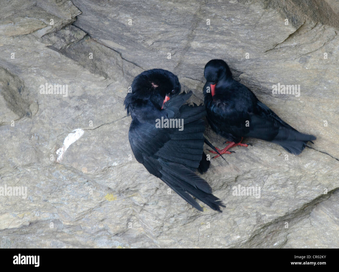 Preening crow hi-res stock photography and images - Alamy