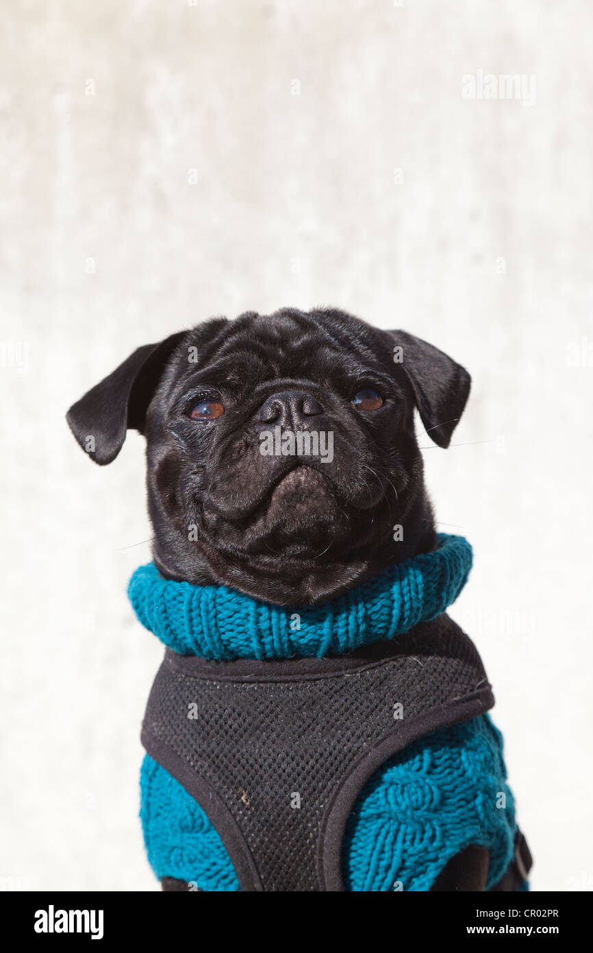 Wool dog sweater hi-res stock photography and images - Alamy