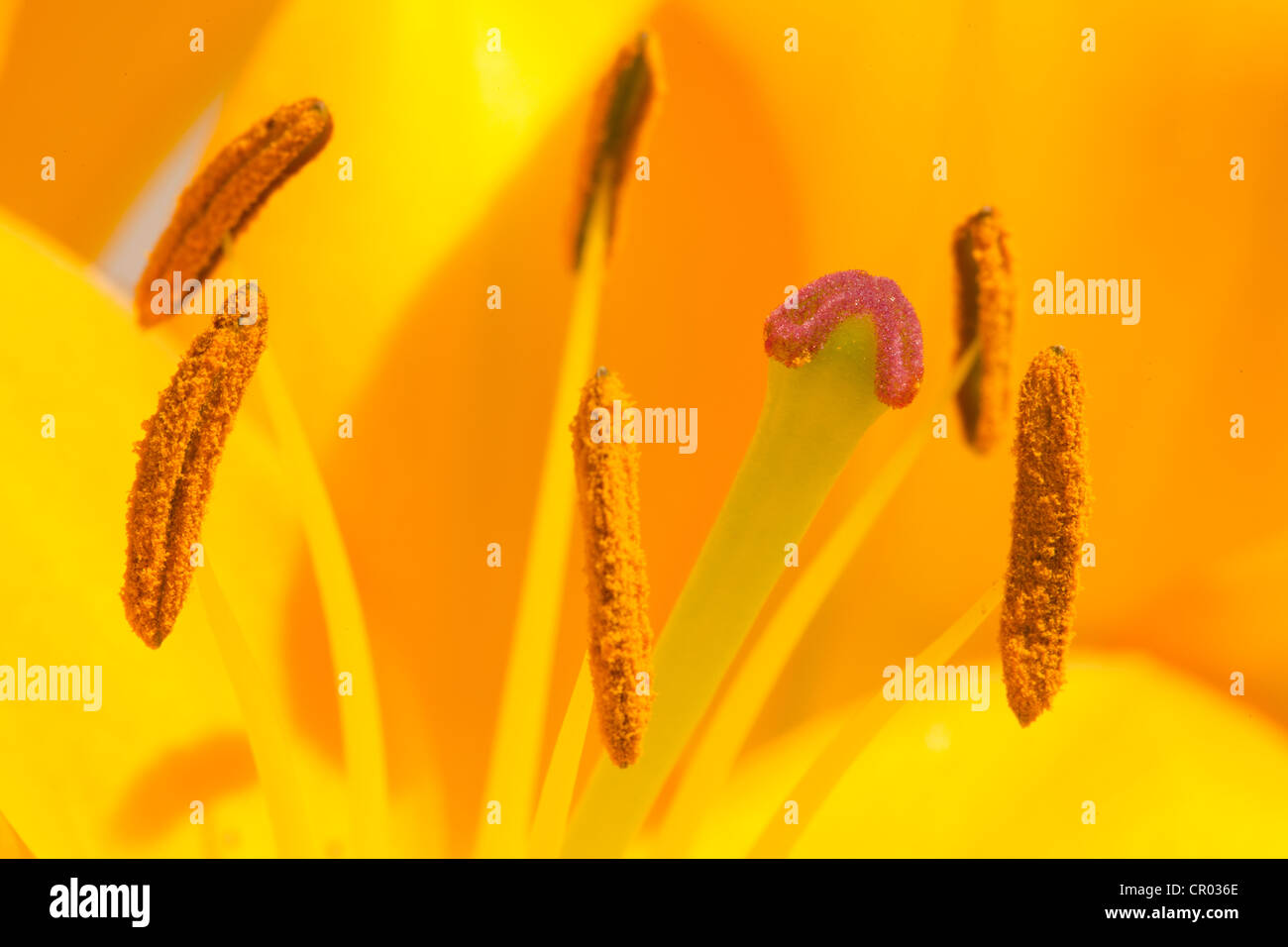 Pistil of a yellow Lily (Lilium Stock Photo - Alamy
