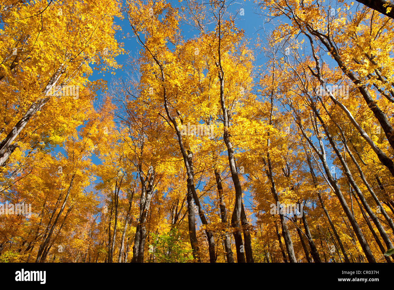 Trees in the forest, Sugar Maple (Acer saccharum), tree trunks, yellow ...