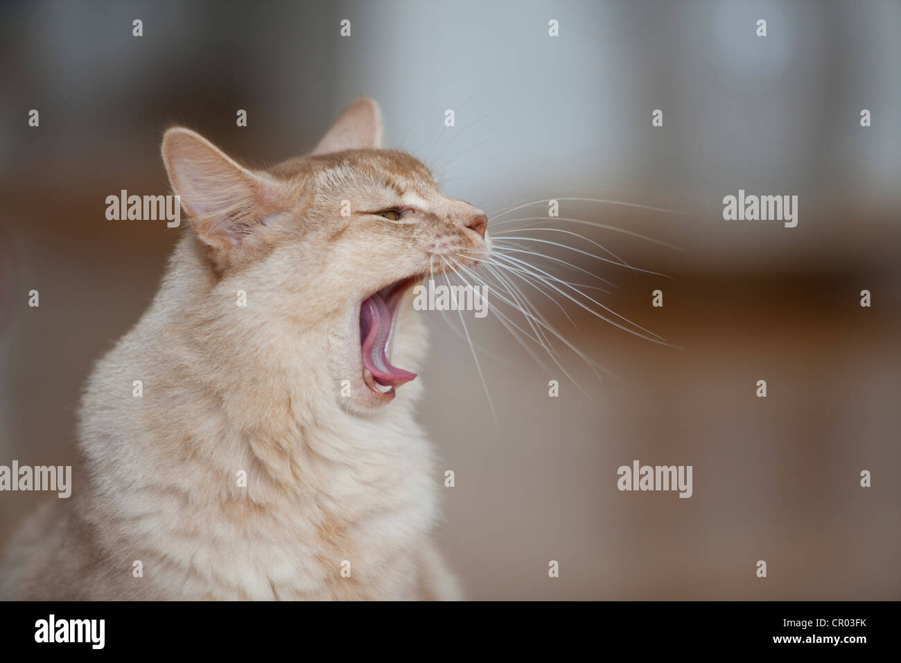 Somali cat, sorrel-silver, portrait, yawning Stock Photo - Alamy