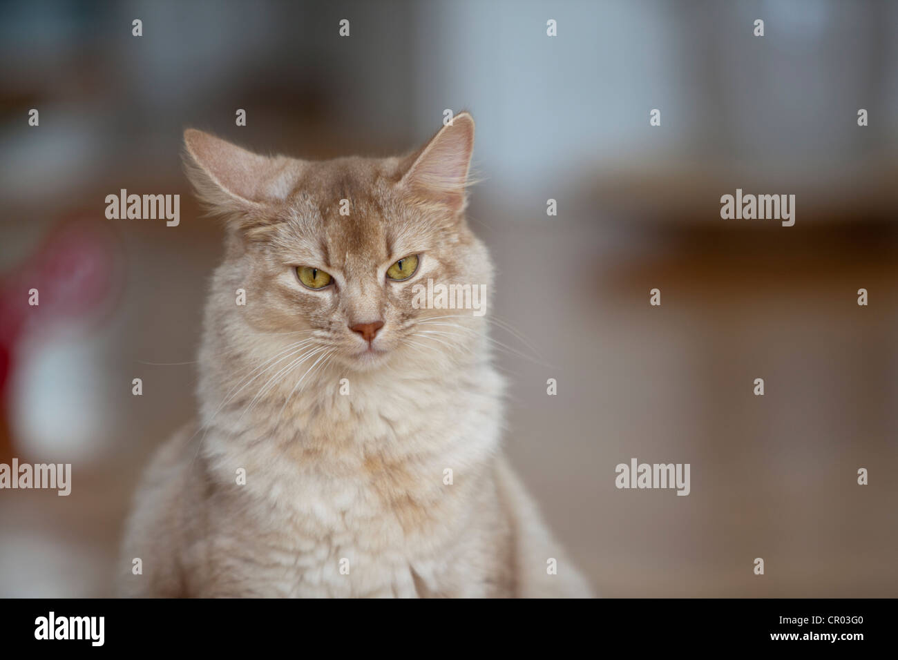 Somali cat, sorrel-silver, portrait Stock Photo - Alamy