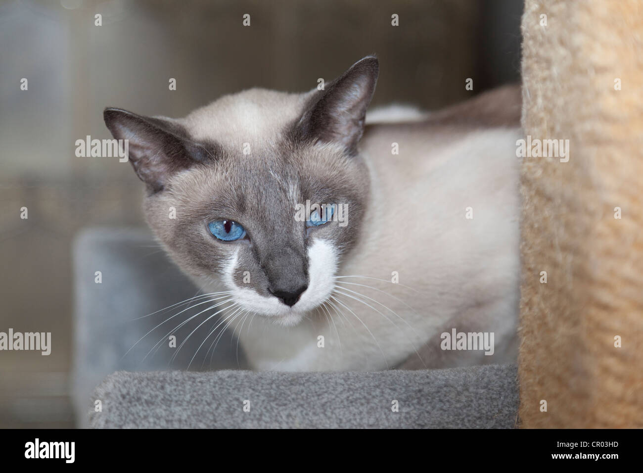 Snowshoe tomcat, Blue Point White, sitting on a scratching post Stock ...