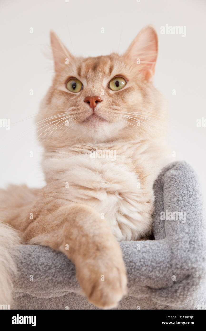 Somali tomcat, sorrel-silver, portrait, sitting on a scratching post ...