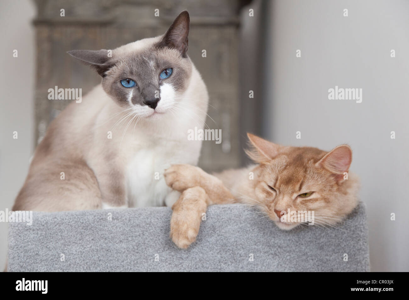 Two tomcats, Snowshoe and Somali breed, lying on a scratching post ...