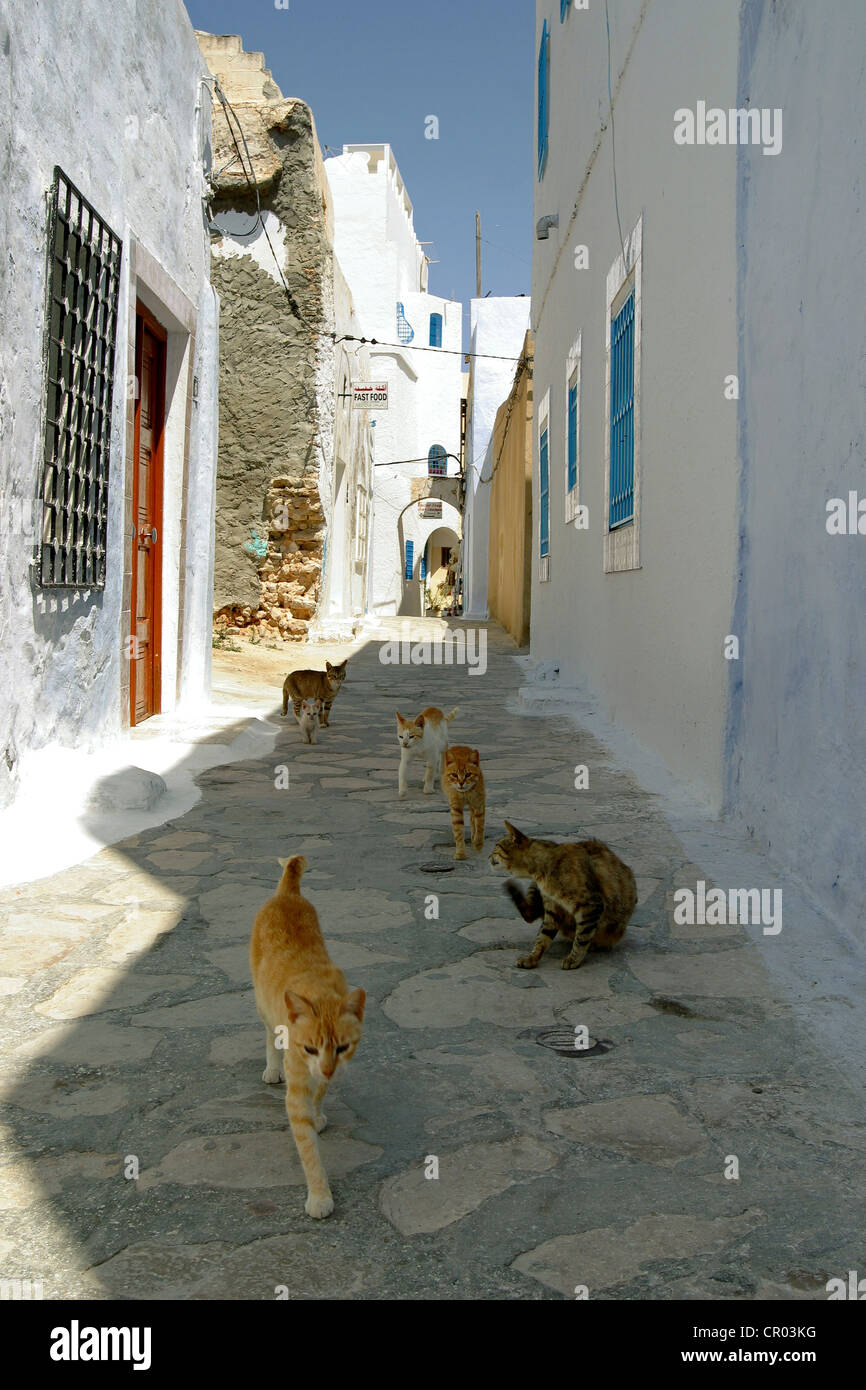 Tunisia, Hammamet, the medina, cats Stock Photo - Alamy