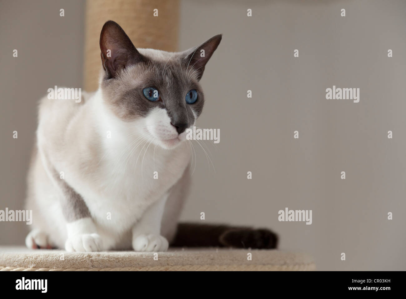 Snowshoe tomcat, Blue Point White, sitting on a scratching post Stock ...