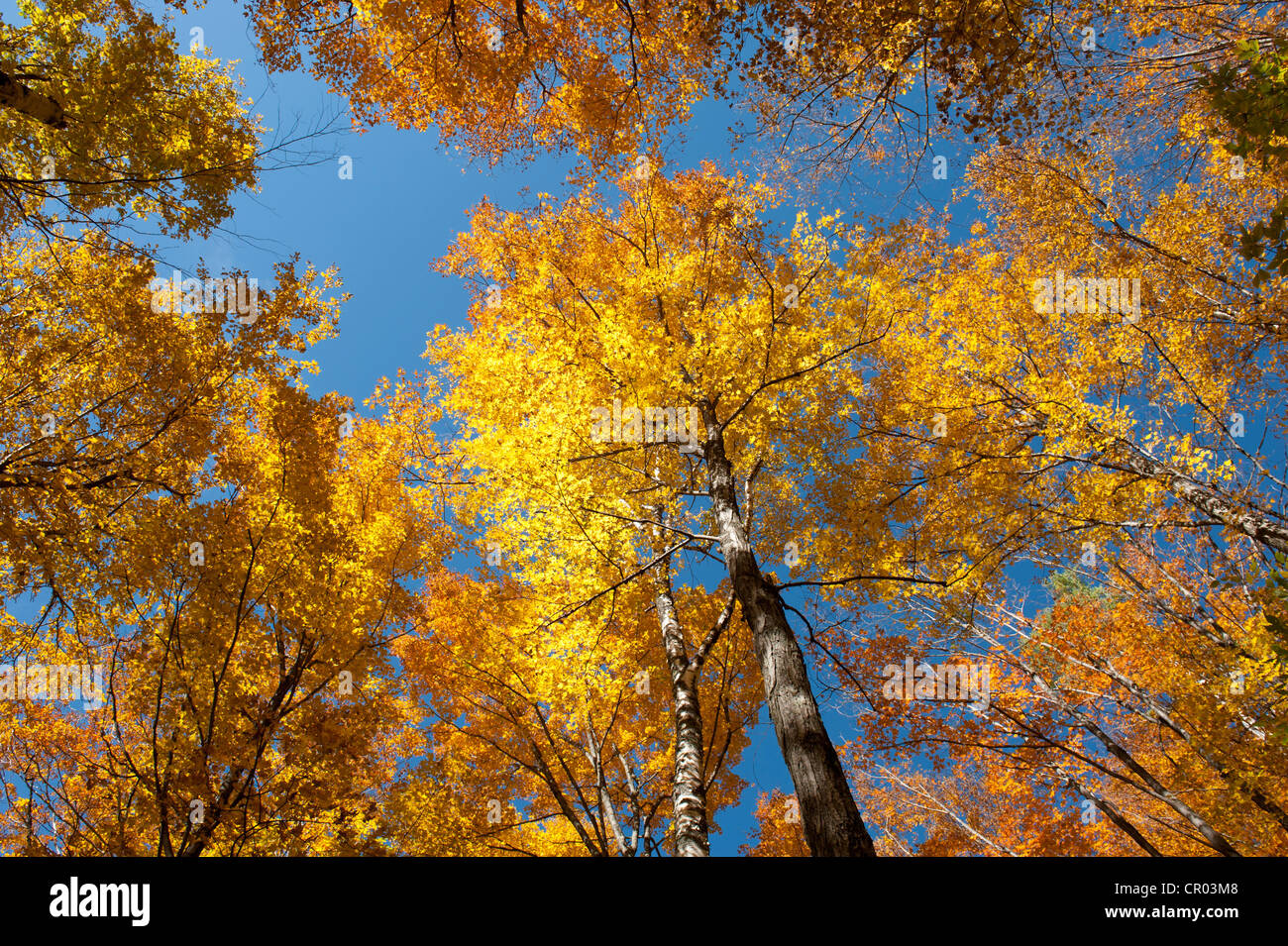 Sugar Maple Trees High Resolution Stock Photography and Images - Alamy