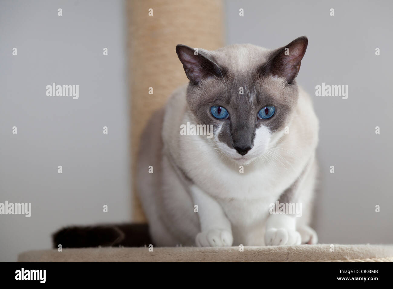 Snowshoe tomcat, Blue Point White, sitting on a scratching post Stock ...