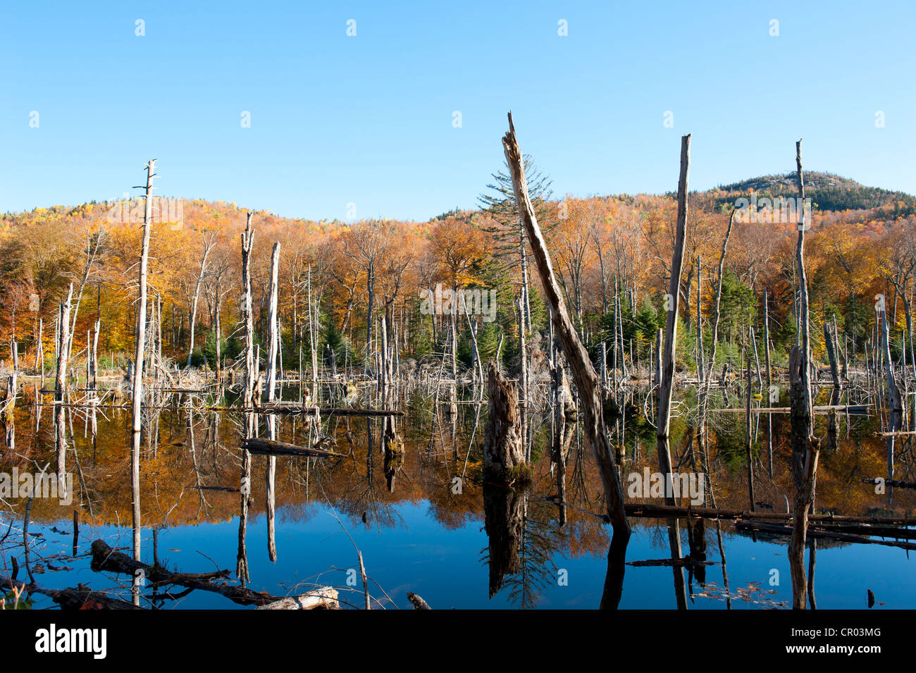 Beavers dammed hi-res stock photography and images - Alamy