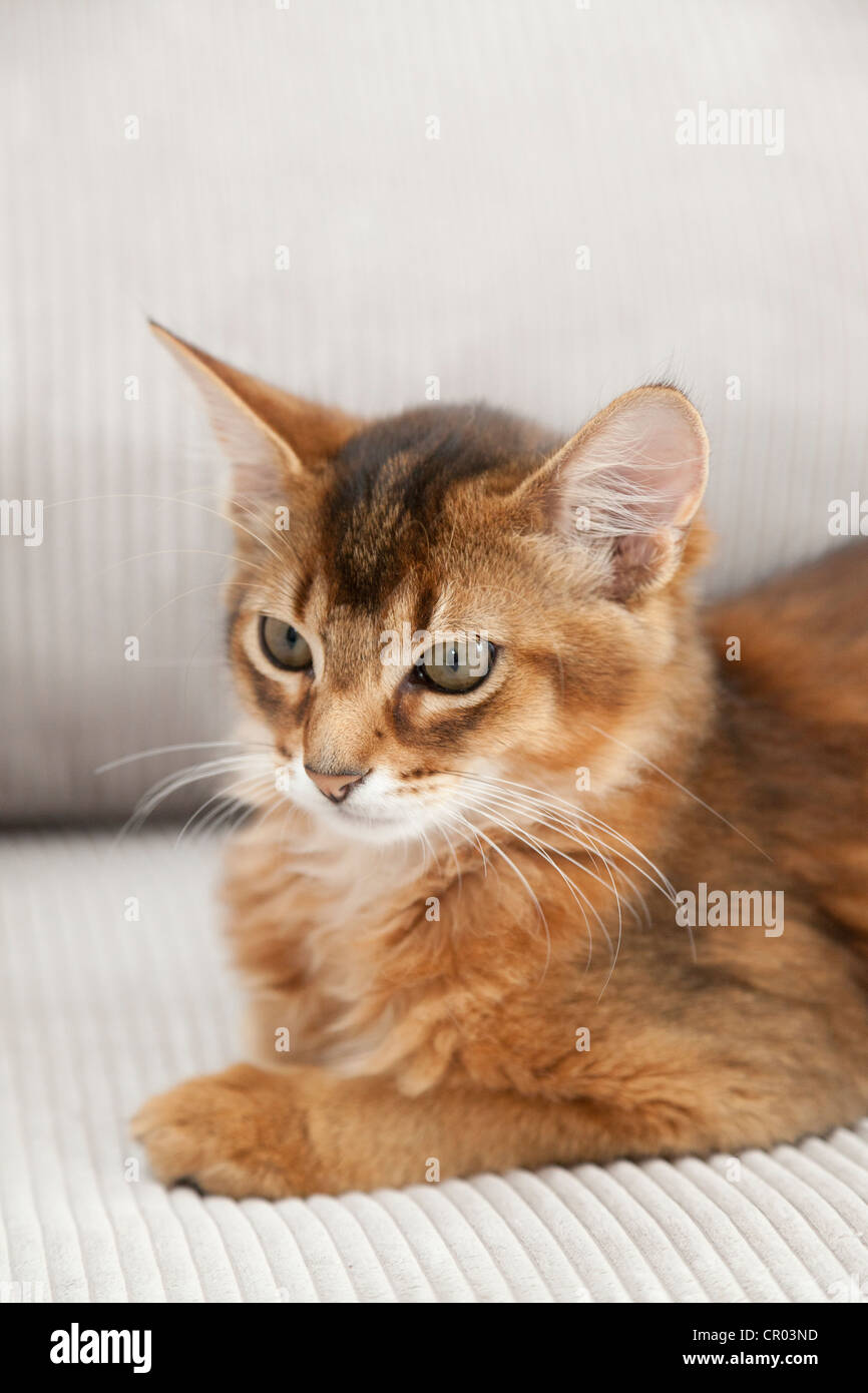 Somalian cat portrait hi-res stock photography and images - Alamy