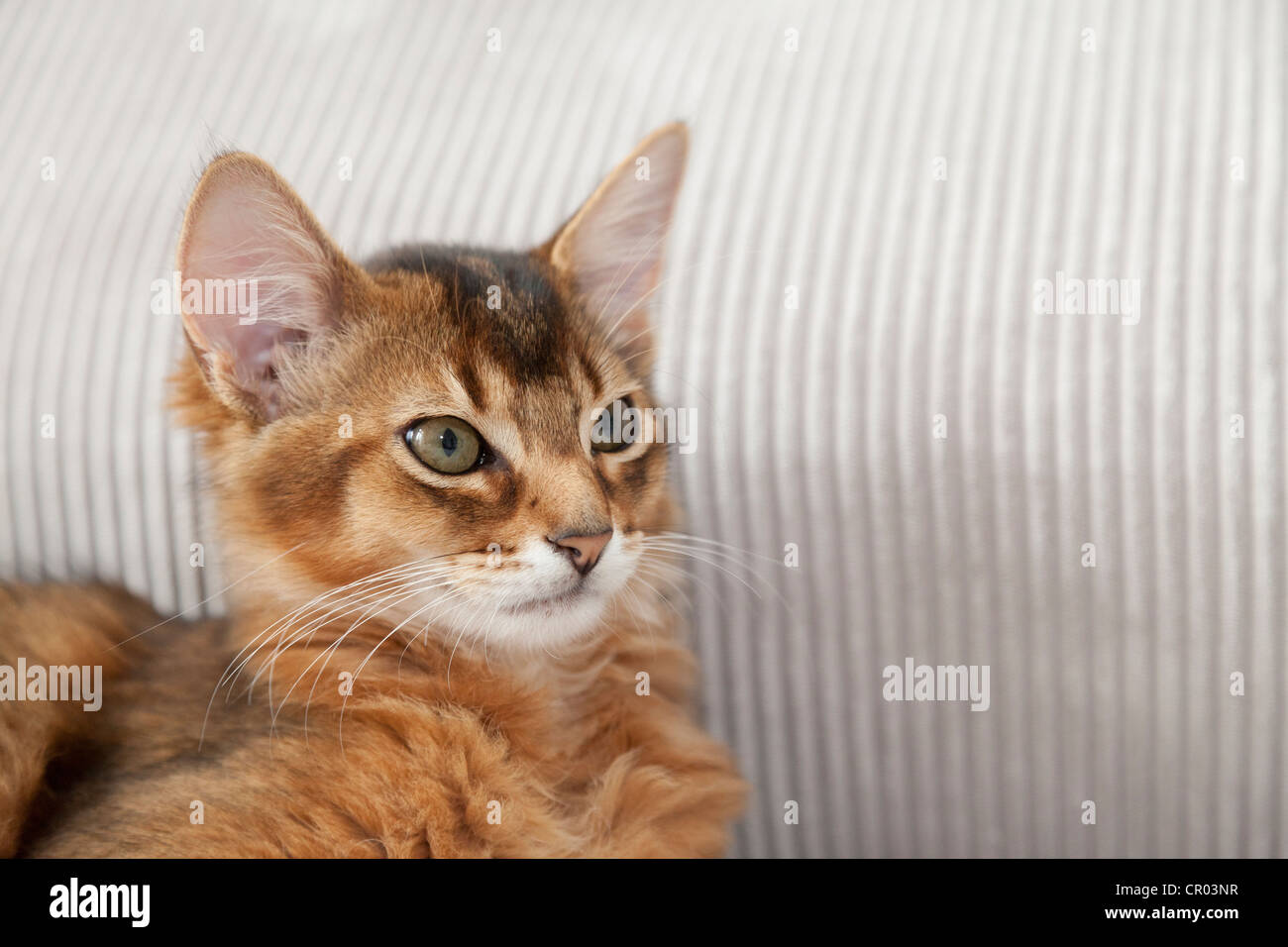 Ruddy Somali kitten, portrait on sofa Stock Photo - Alamy