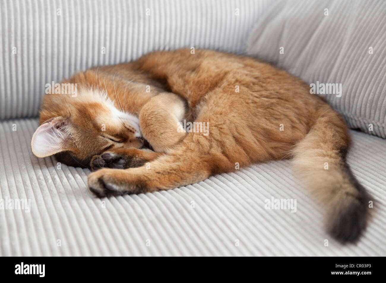 Ruddy Somali kitten sleeping on sofa Stock Photo - Alamy