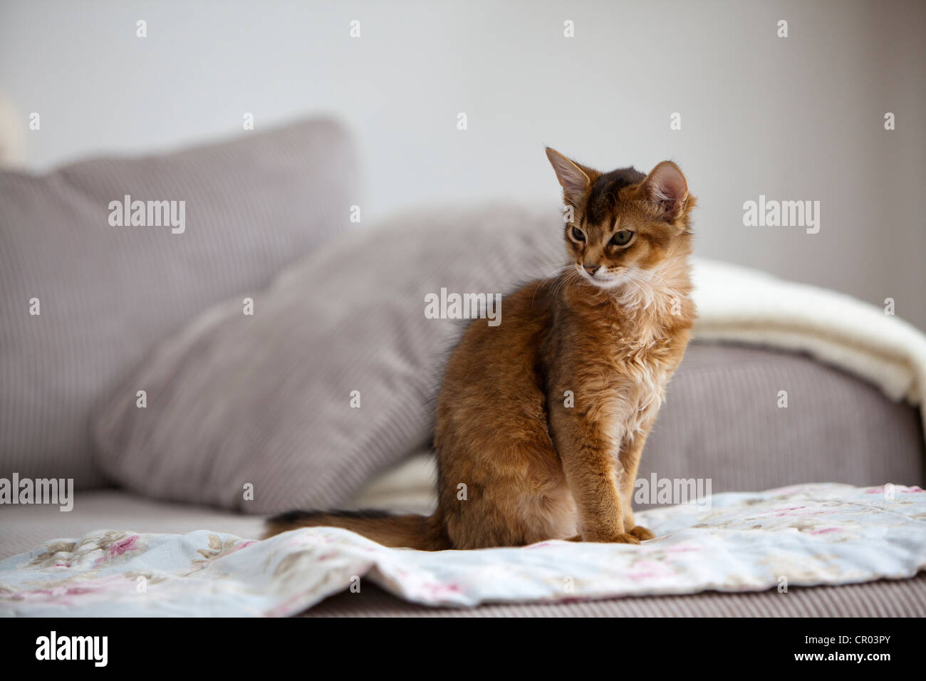 Somali cats hi-res stock photography and images - Alamy
