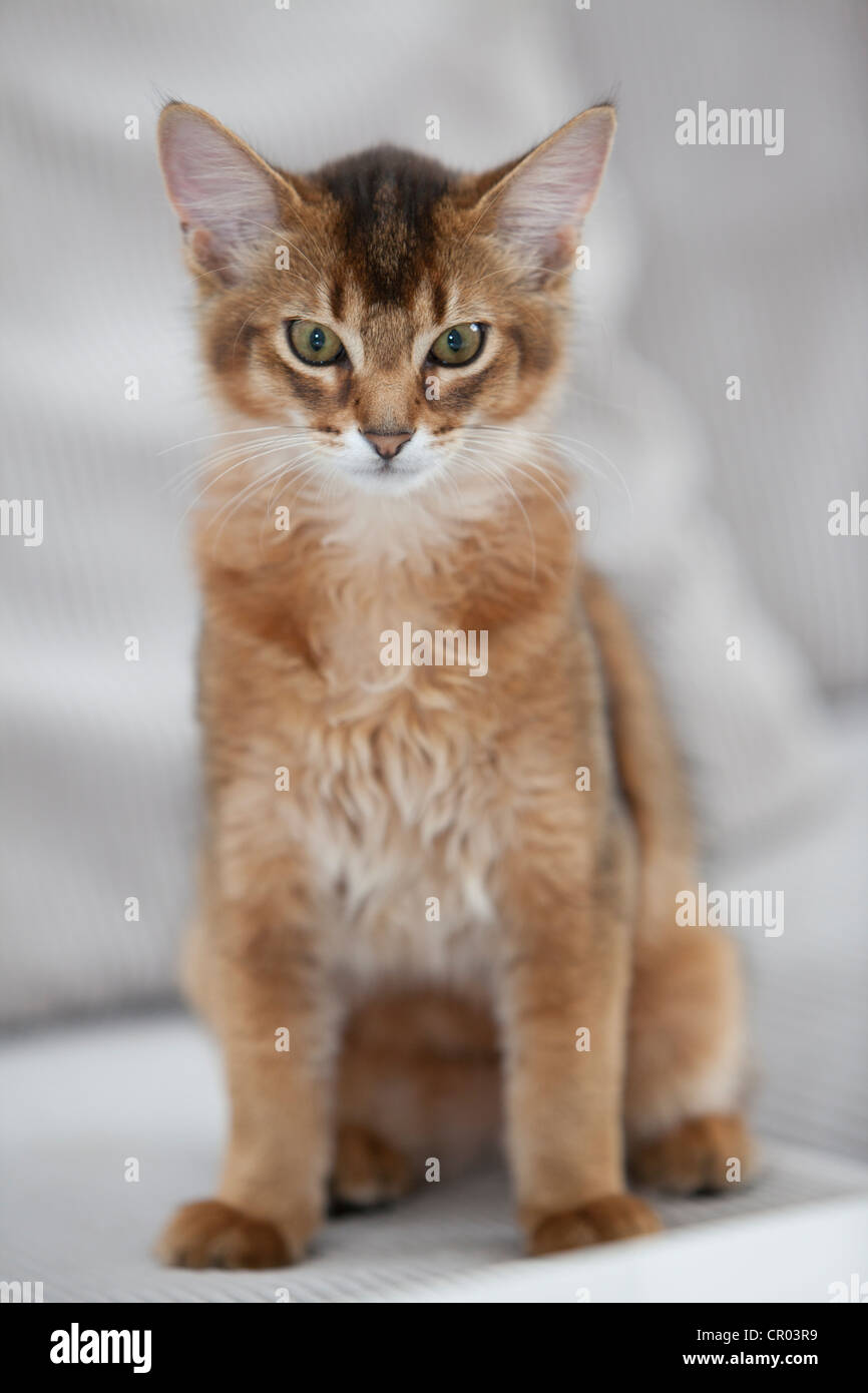 Ruddy Somali kitten Stock Photo - Alamy