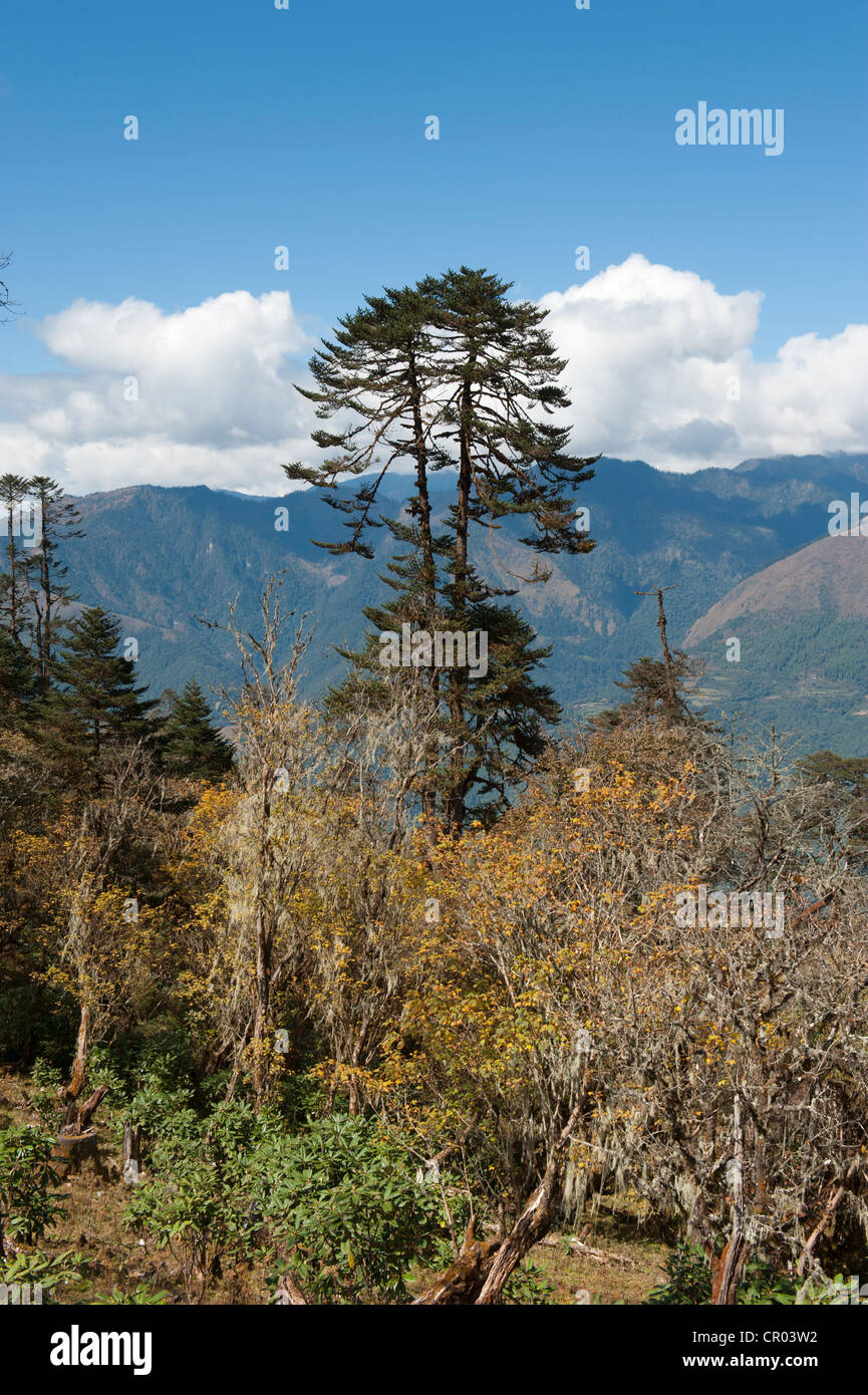 Mountain landscape, forest with a tall fir tree (Abies) near Gangtey ...