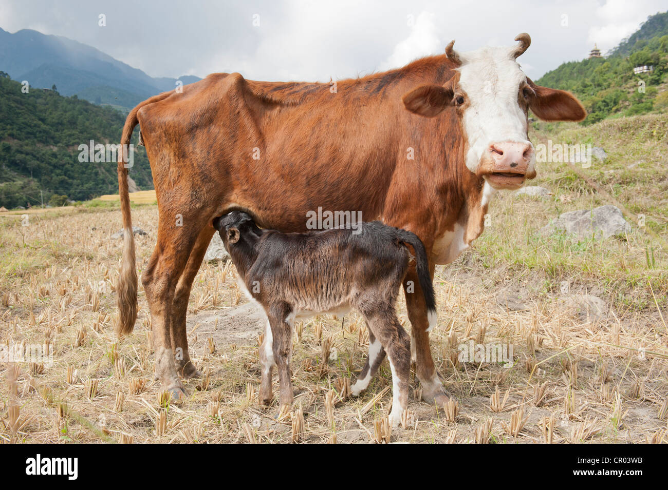 Domestic cattle (Bos primigenius taurus), cow suckling her calf, near ...
