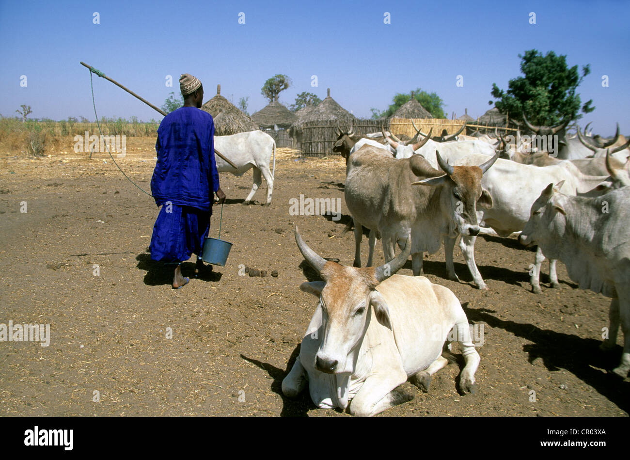 Senegal, shepherd and his herd of cows in the bush Stock Photo - Alamy
