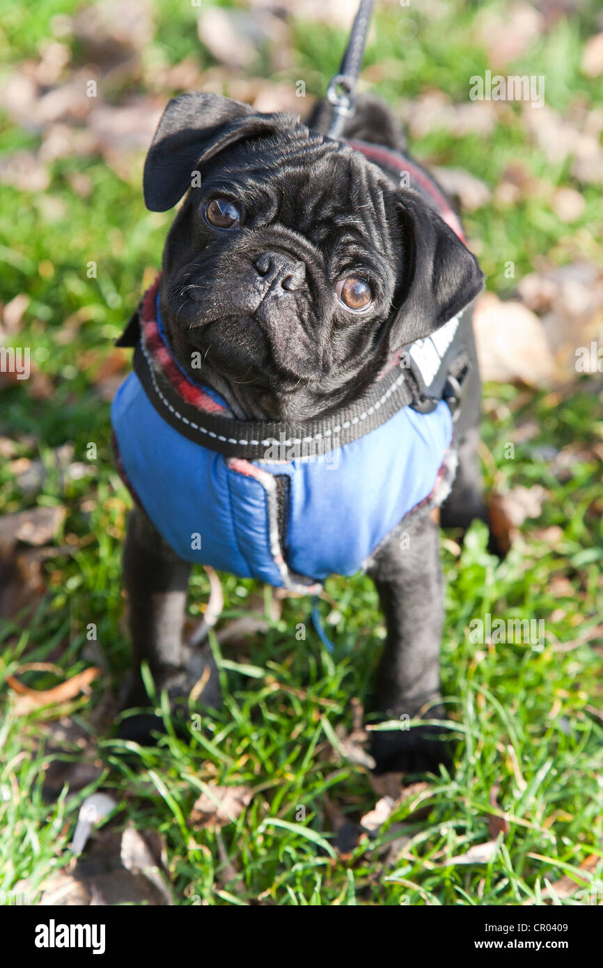 Dog wearing a jacket hi-res stock photography and images - Alamy