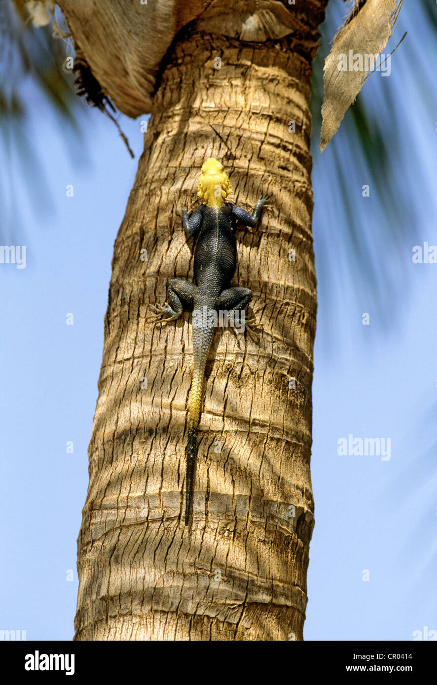 Reptile in tree hi-res stock photography and images - Alamy