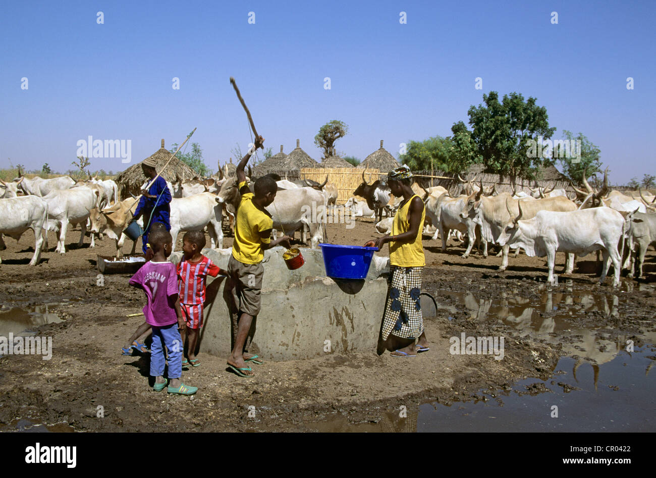 Senegal, cows keeper near a well Stock Photo - Alamy