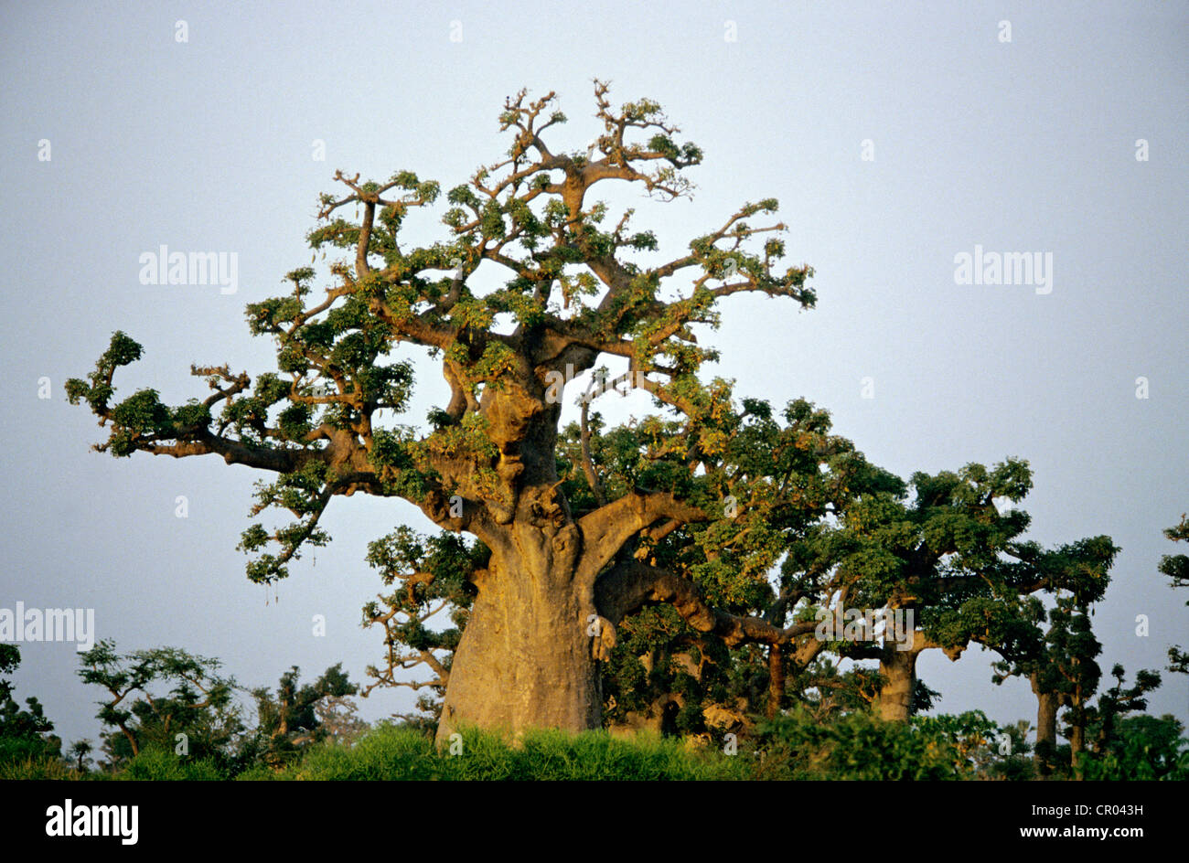 Baobab tree senegal hi-res stock photography and images - Alamy