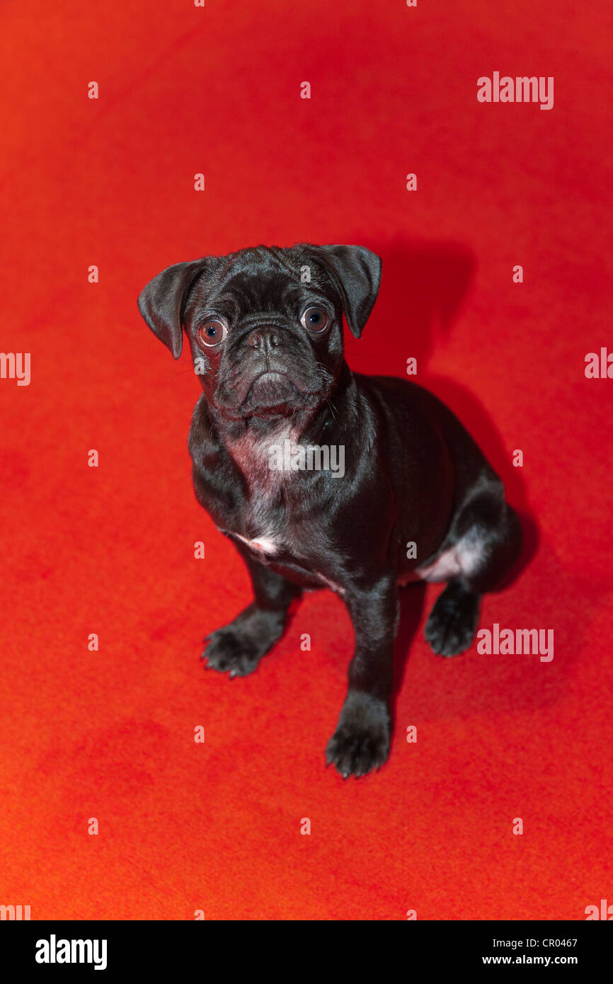 Animals on the red carpet hi-res stock photography and images - Alamy