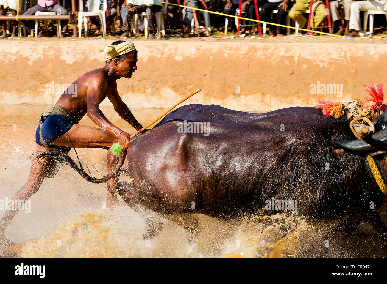 Kambala, a traditional rural sport of Buffalo racing in the coastal ...