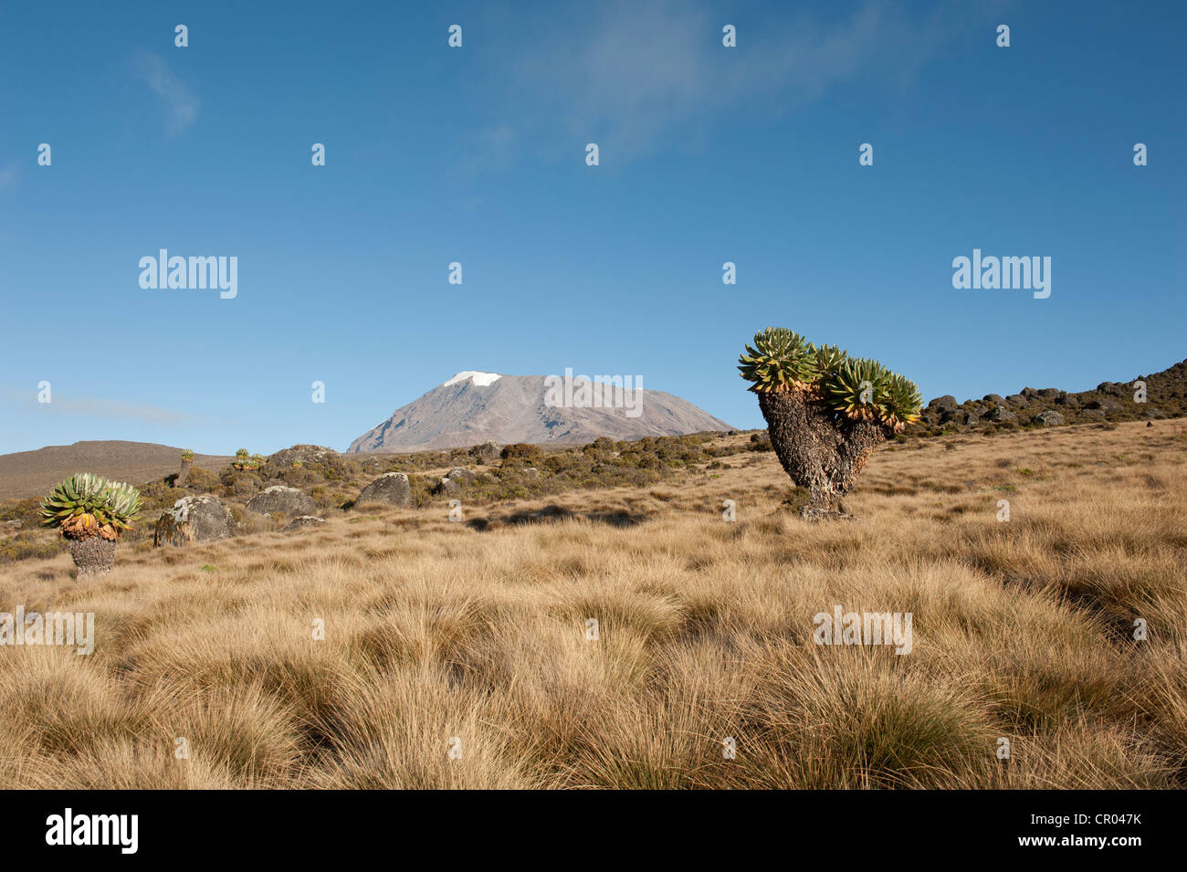 Kibo Peak, extinct volcano, Giant Groundsel (Dendrosenecio Kilimanjari ...