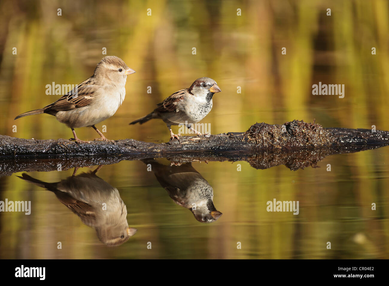 Two House Sparrows (Passer domesticus), on the water, Limburg, Hesse ...