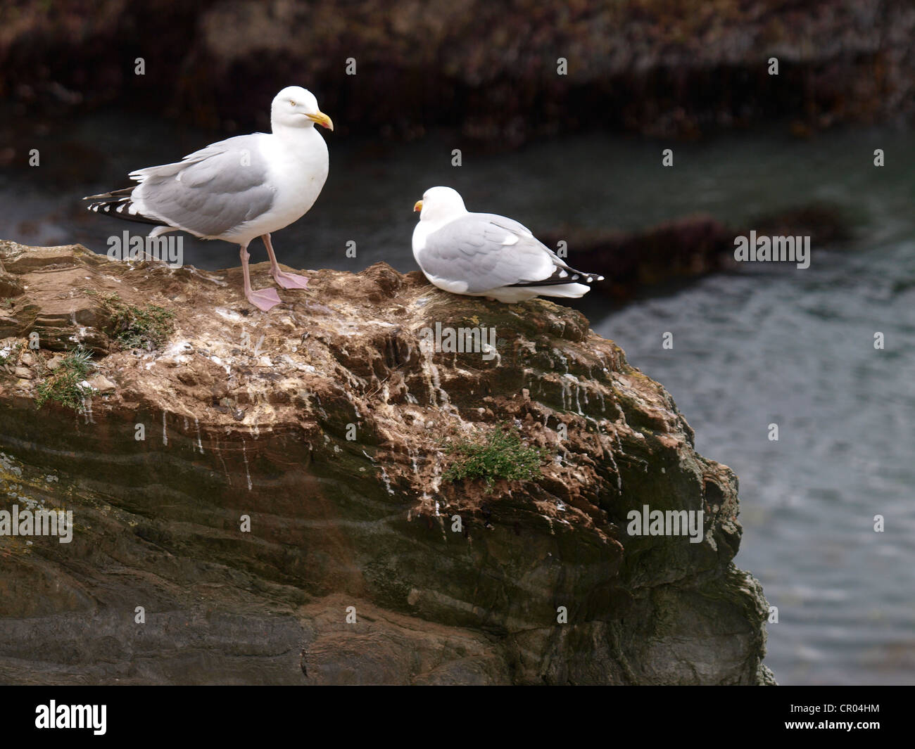 Herring Gull, Larus argentatus on a cliff ledge, Devon, UK Stock Photo ...