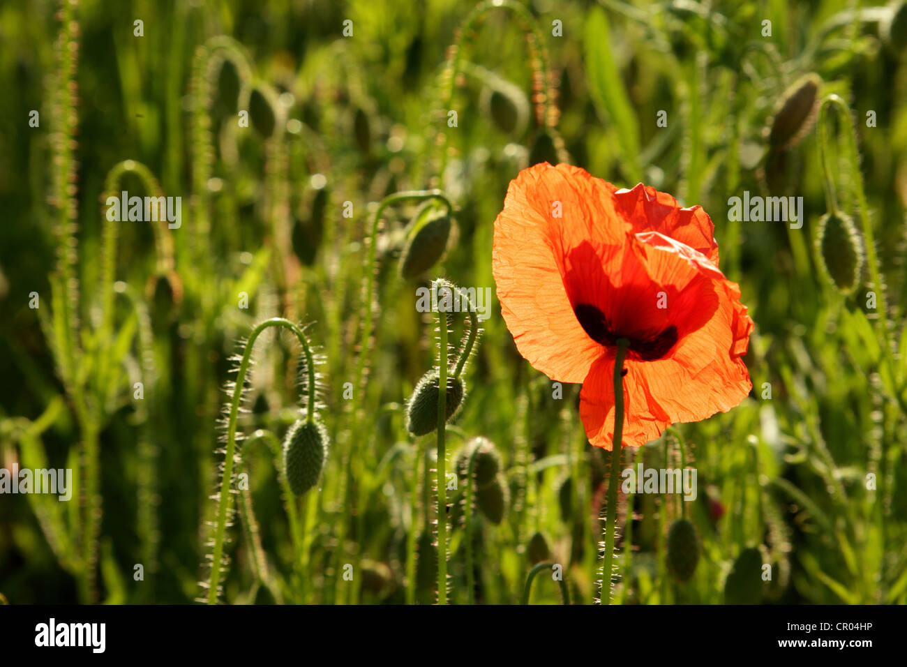 Poppies growing wild in a meadow Stock Photo - Alamy