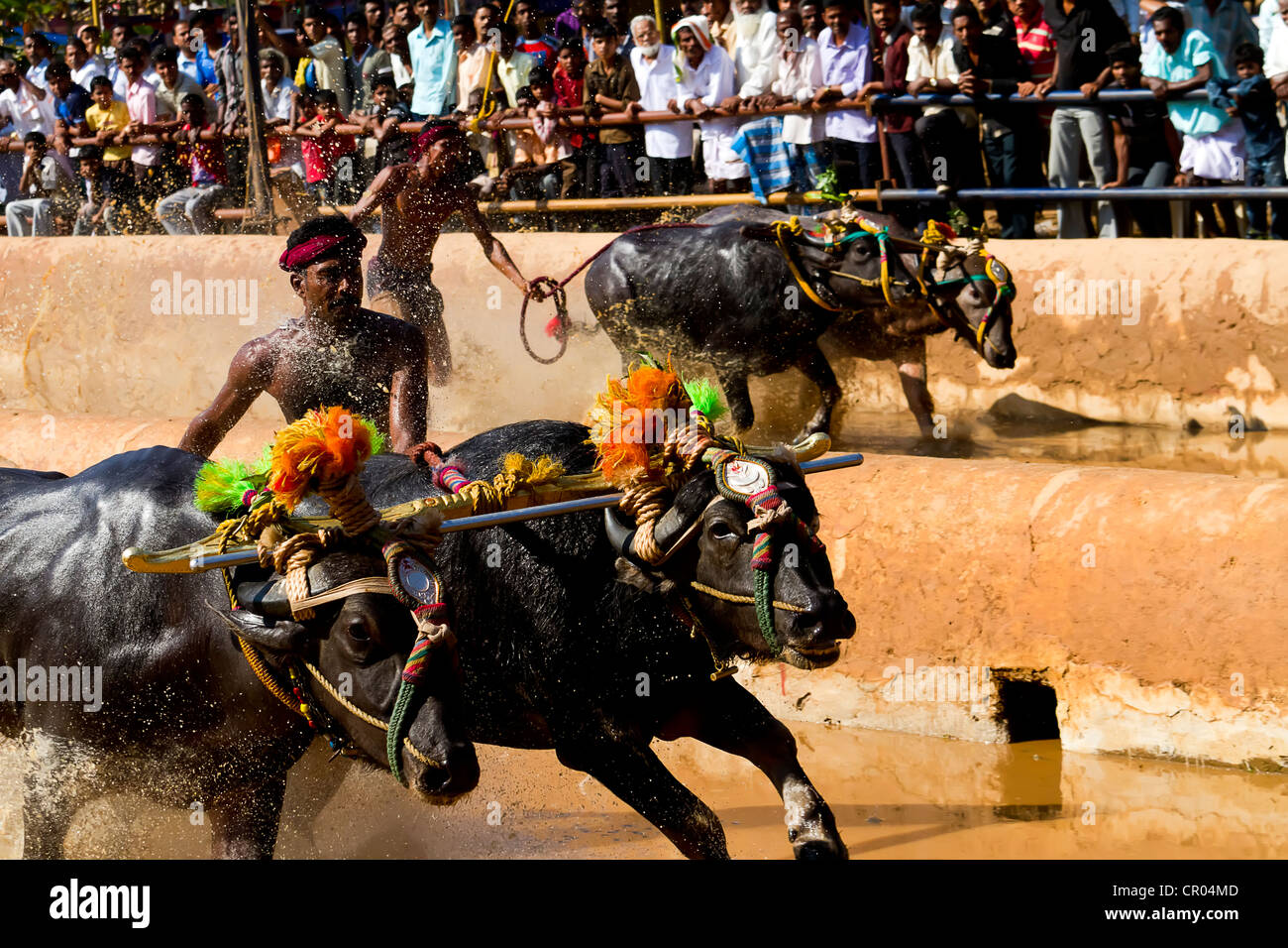 Kambala, a traditional rural sport of Buffalo racing in the coastal ...