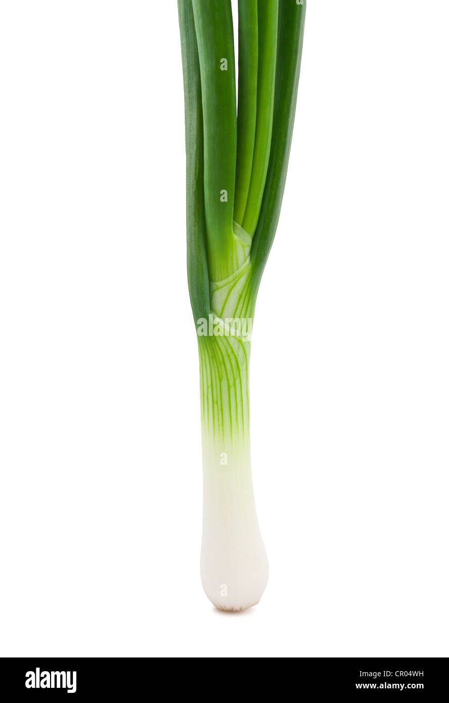 Green Onion on white background Stock Photo - Alamy
