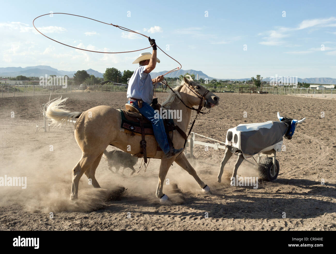 Team roper practicing with a mechanical steer Stock Photo - Alamy