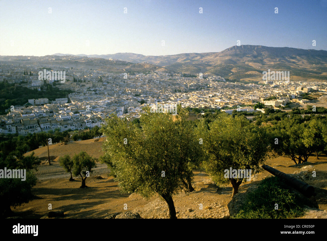 Morocco, Middle Atlas, Fez, Imperial City, olive trees and town seen ...
