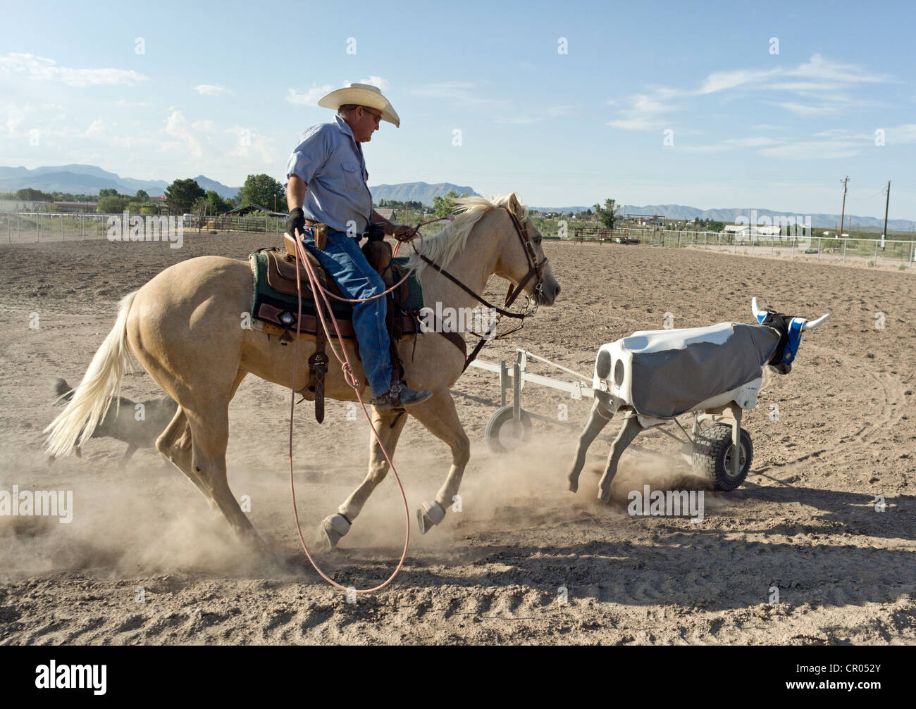 Team roper practicing with a mechanical steer Stock Photo - Alamy