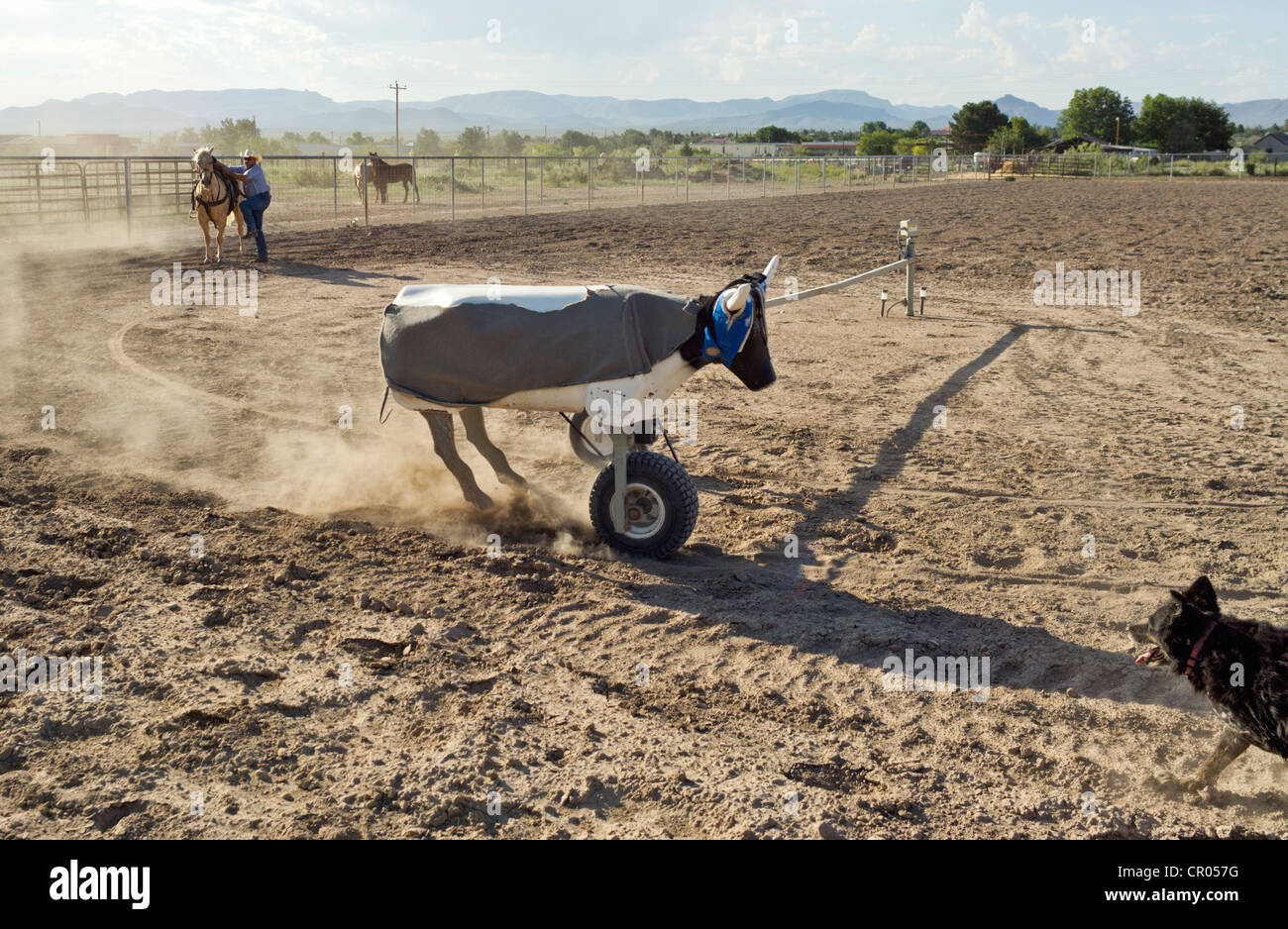 Mechanical steer used by team ropers for practice Stock Photo - Alamy