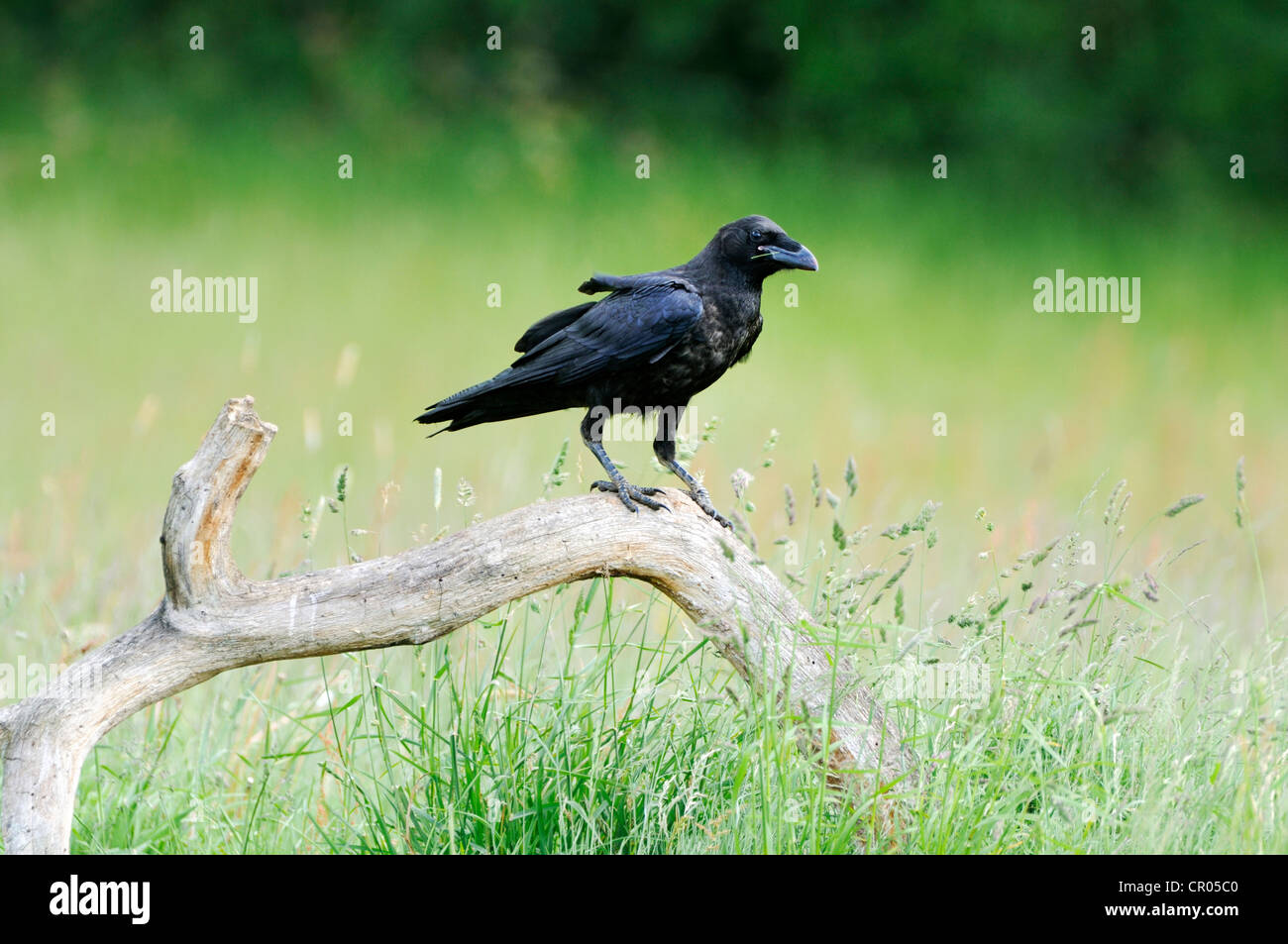 Ravens perched on branch hi-res stock photography and images - Alamy